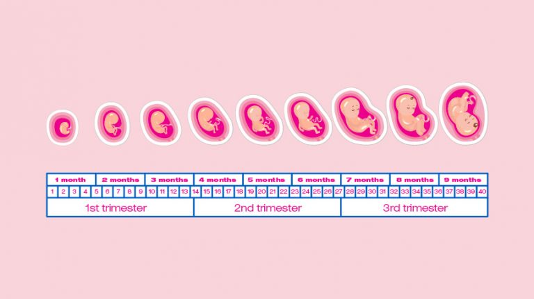 Pregnancy Week by Week, a Detailed Overview - Intimina